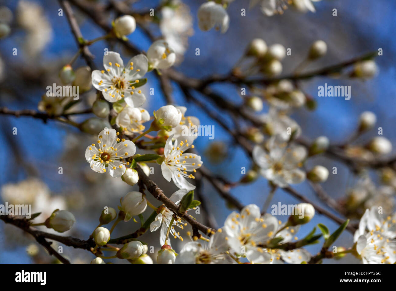 Plum tree in spring hi-res stock photography and images - Alamy