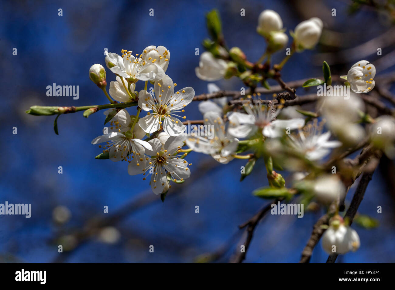Plum tree in spring hi-res stock photography and images - Alamy