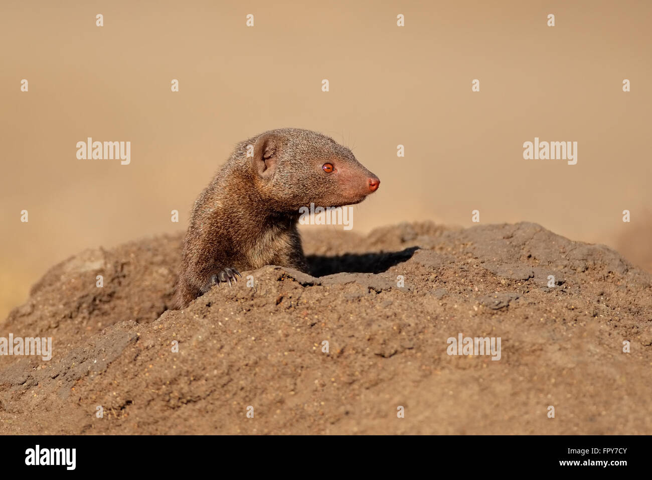 South african mongoose hi-res stock photography and images - Alamy