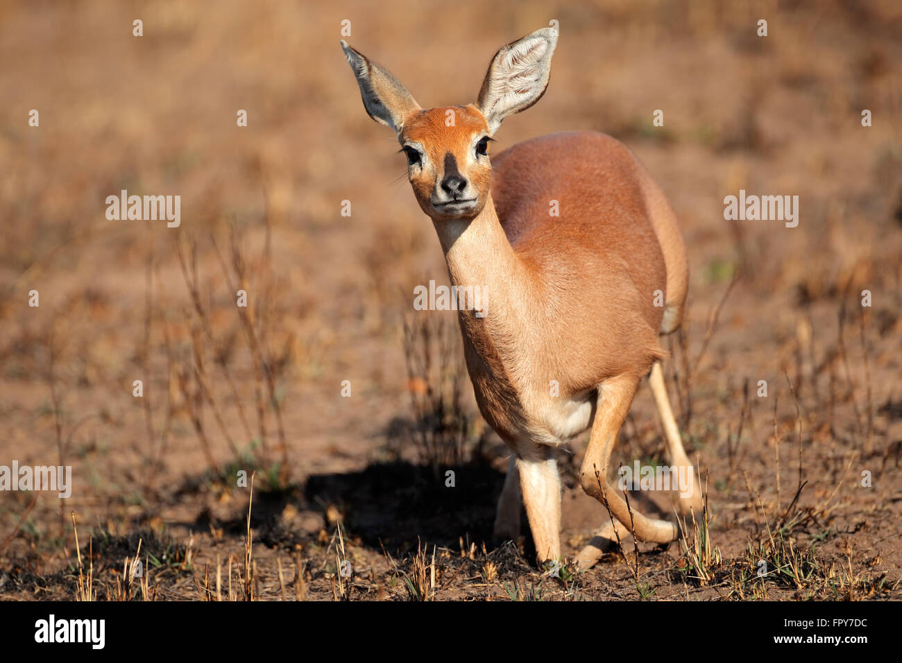 Female steenbok raphicerus campestris hi-res stock photography and ...