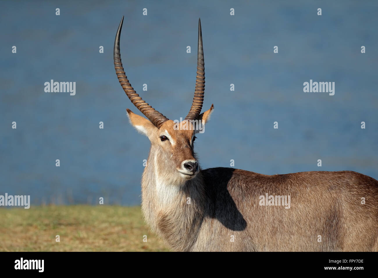 Portrait of a large waterbuck bull (Kobus ellipsiprymnus), South Africa ...