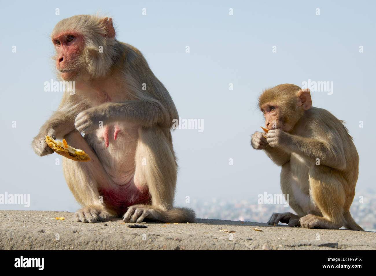 Mother and baby rhesus macaque Stock Photo - Alamy