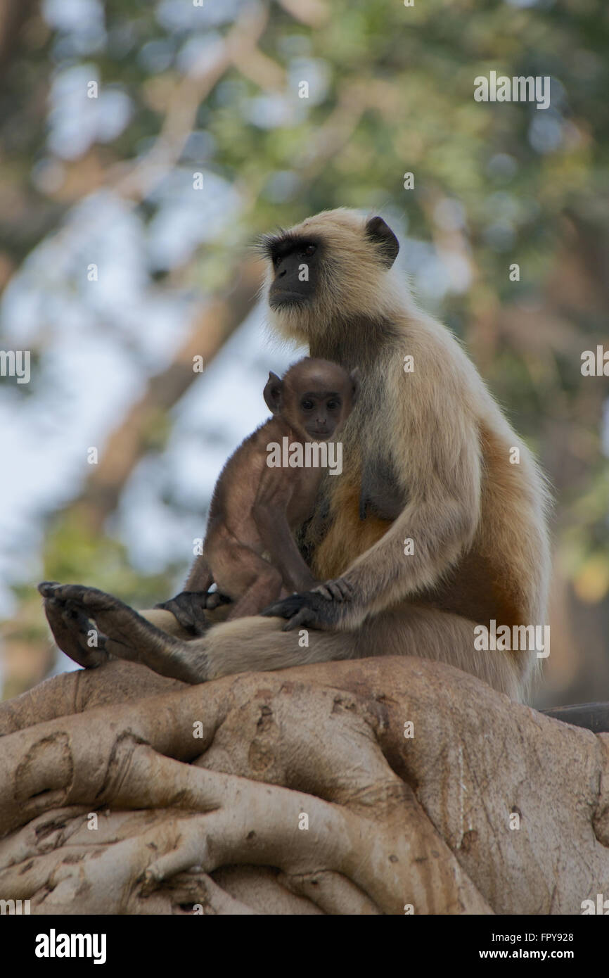 Mother cuddling baby langur Stock Photo - Alamy