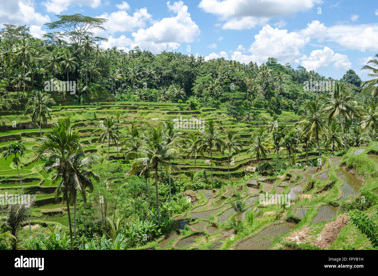 Padi terrace hi-res stock photography and images - Alamy