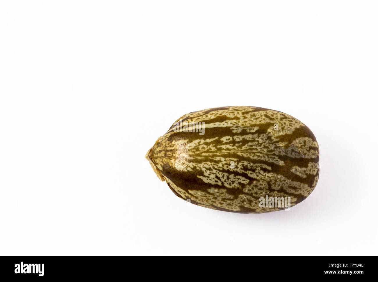 Beautiful pattern seed isolated on white background background Stock ...