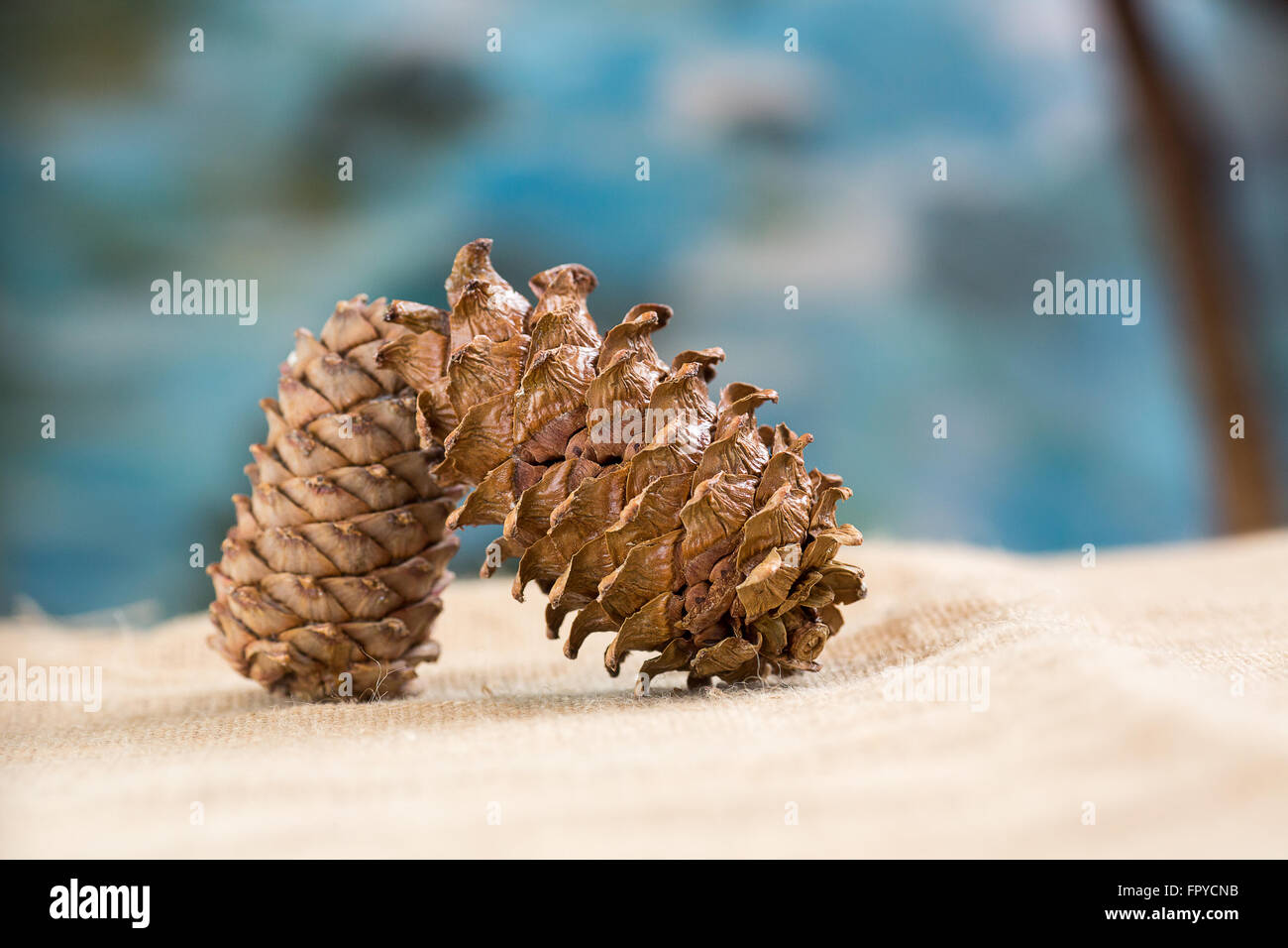 Two pine cones on sacking Stock Photo - Alamy