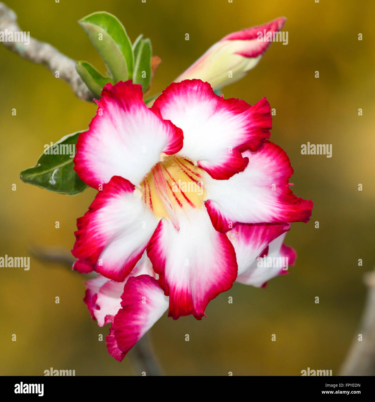 Floral , desert rose flower background.(Sun light in the morning Stock ...