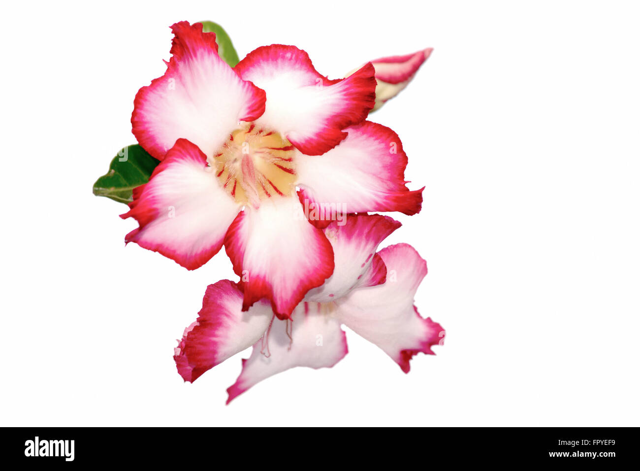 Rose flower background hi-res stock photography and images - Alamy