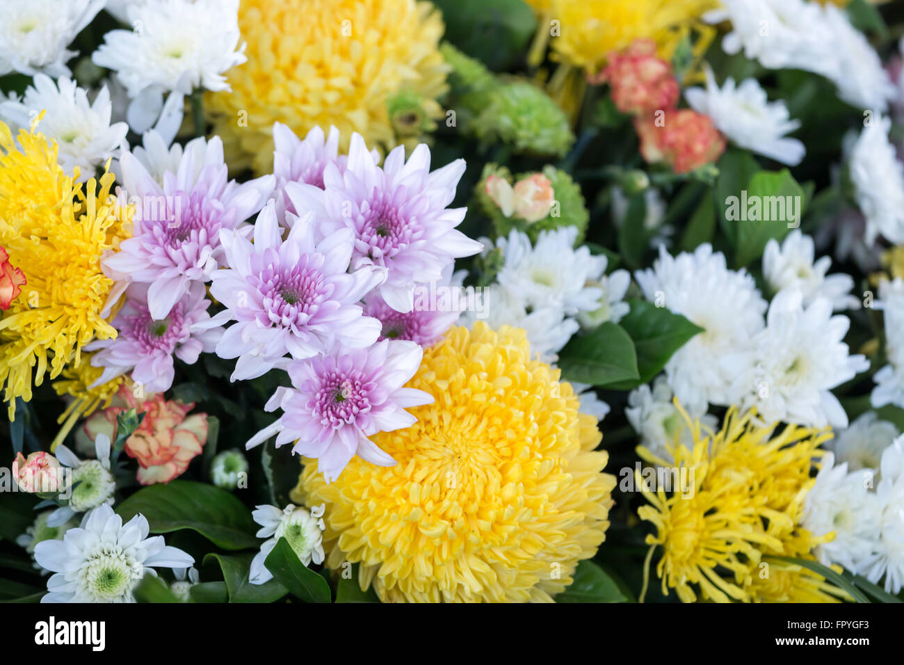 Group of Beautiful flowers background Stock Photo - Alamy