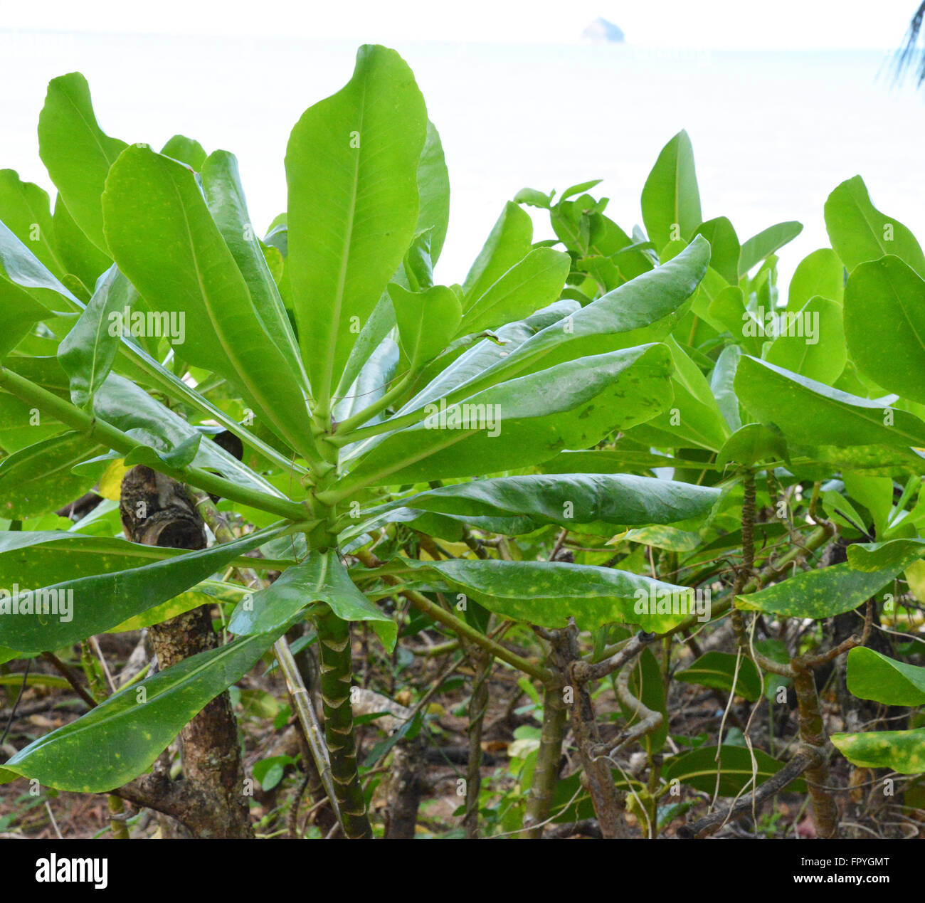Tropical australian plants hi-res stock photography and images - Alamy