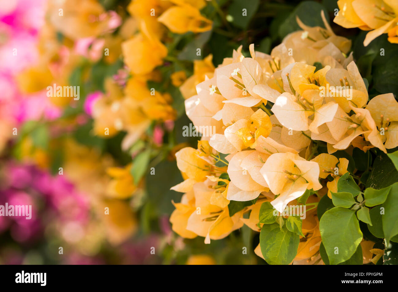 Bougainvillea flowers on tree background Stock Photo - Alamy