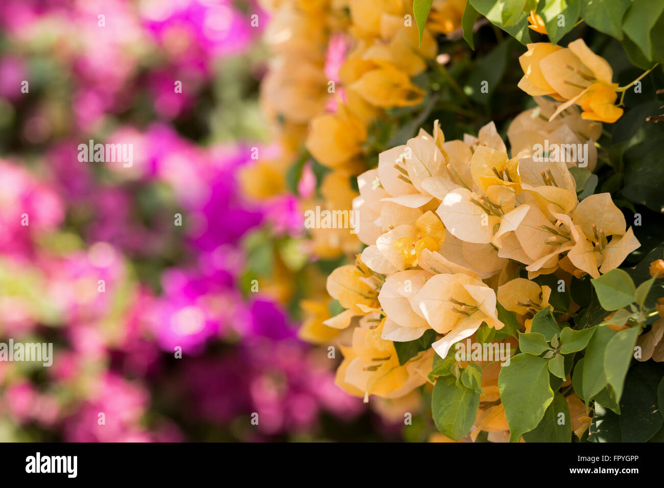 Purple noon flower hi-res stock photography and images - Alamy