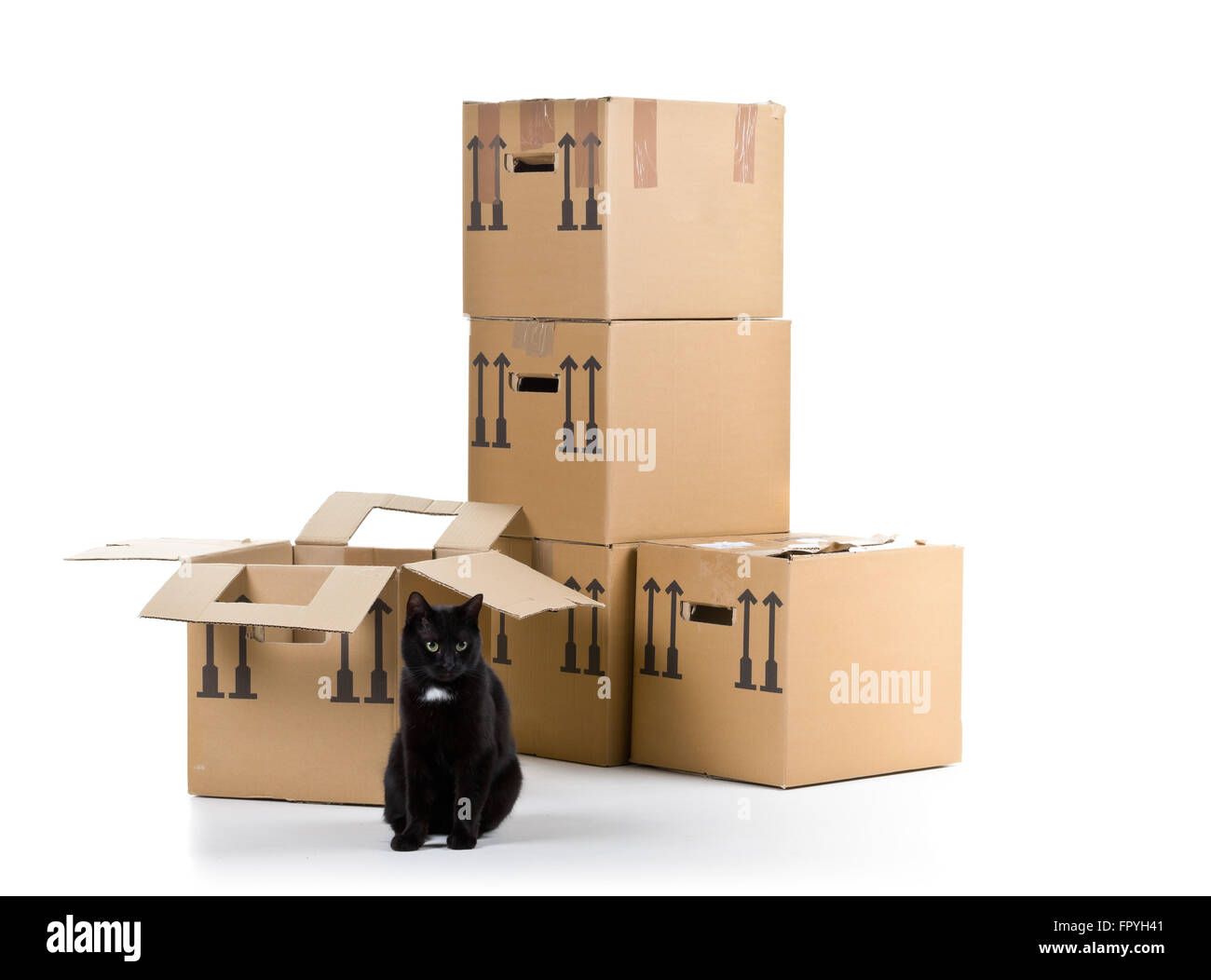 Moving boxes cat hi-res stock photography and images - Alamy
