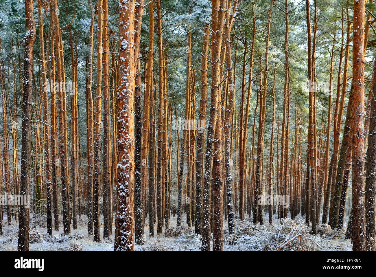 Winter forest in a calm day Stock Photo - Alamy