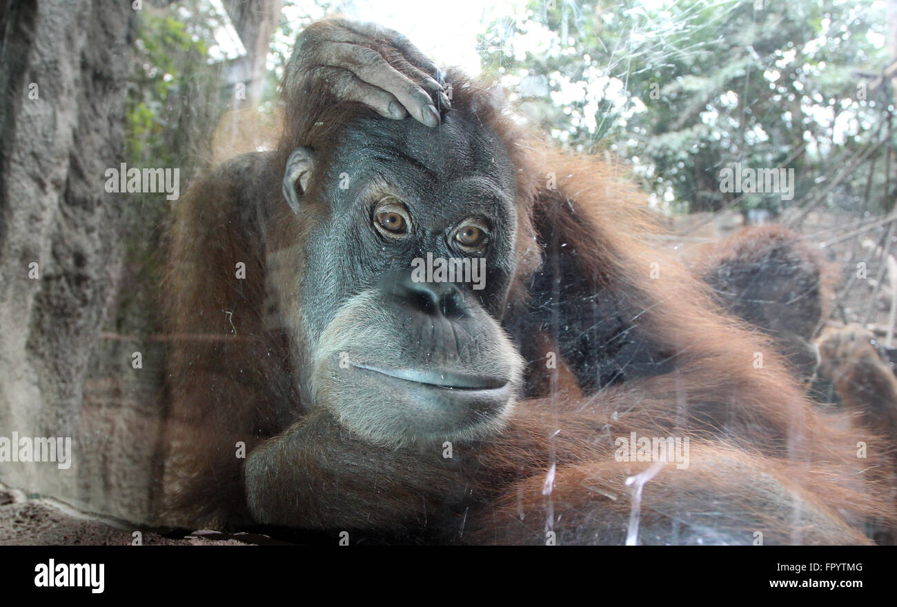 Leiozig, Germany. 08th Mar, 2016. Orangutan Pini sits in the ape ...
