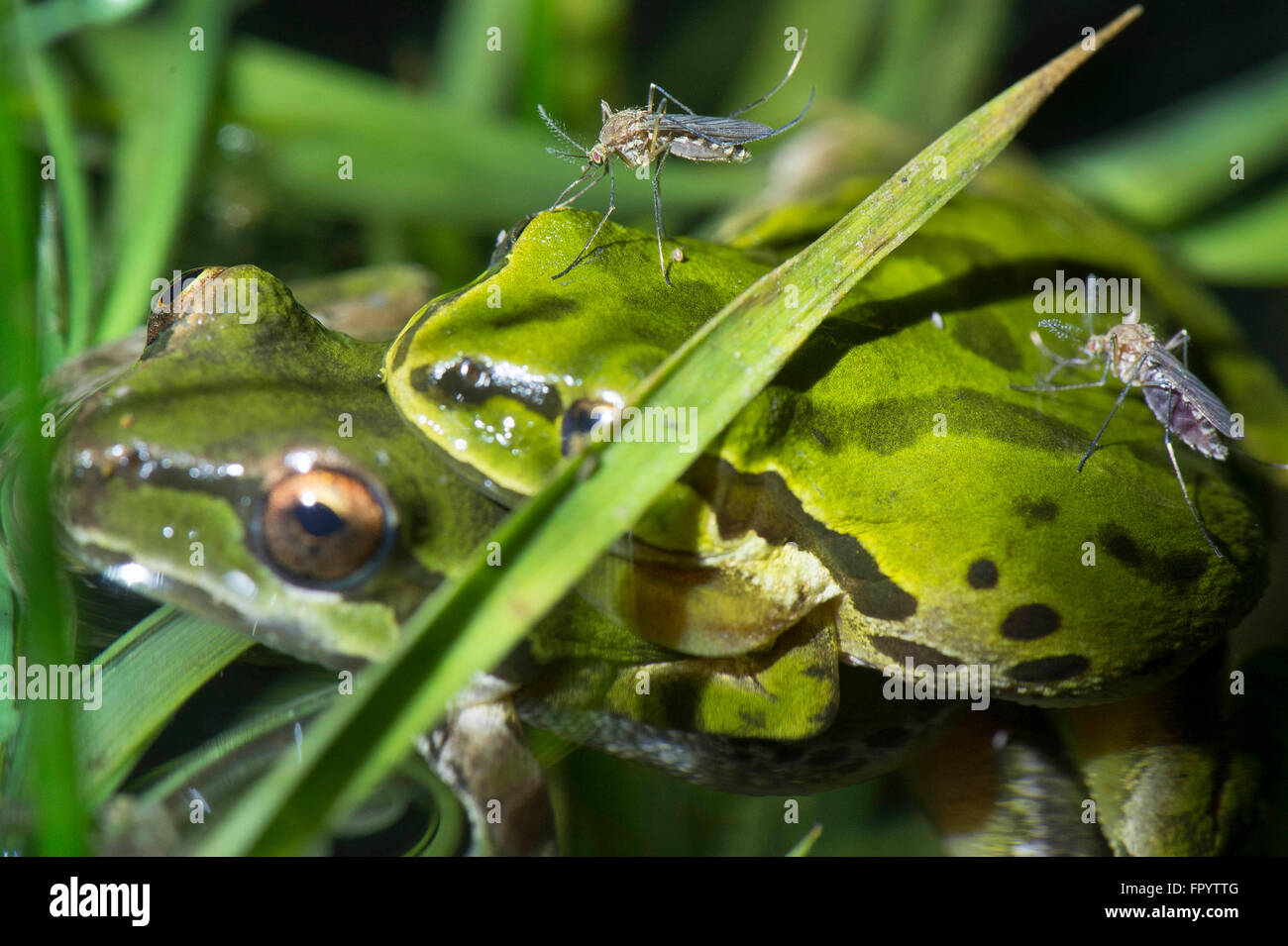 Pacific tree frogs hi-res stock photography and images - Alamy