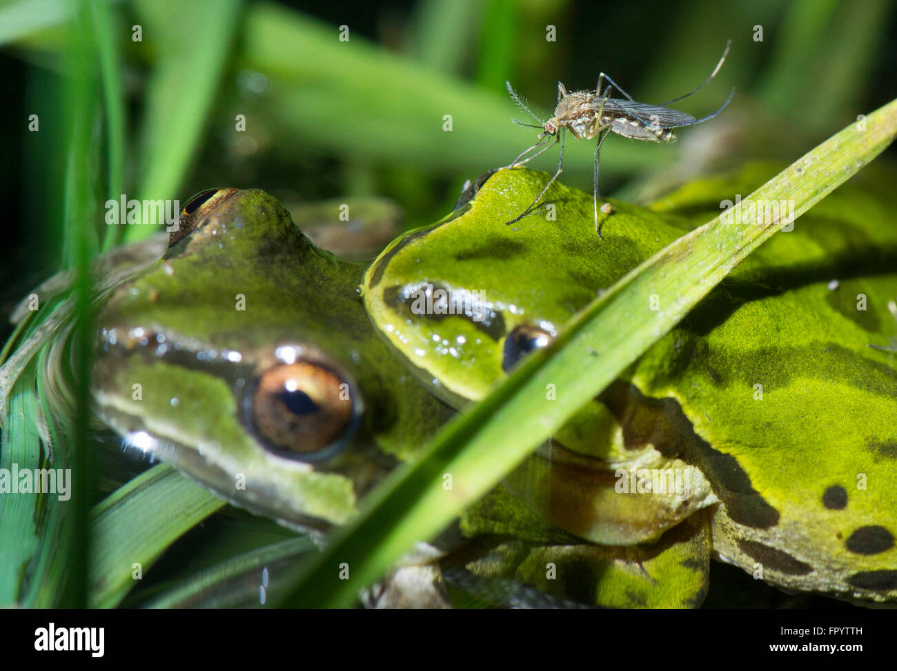 Pacific tree frogs hi-res stock photography and images - Alamy