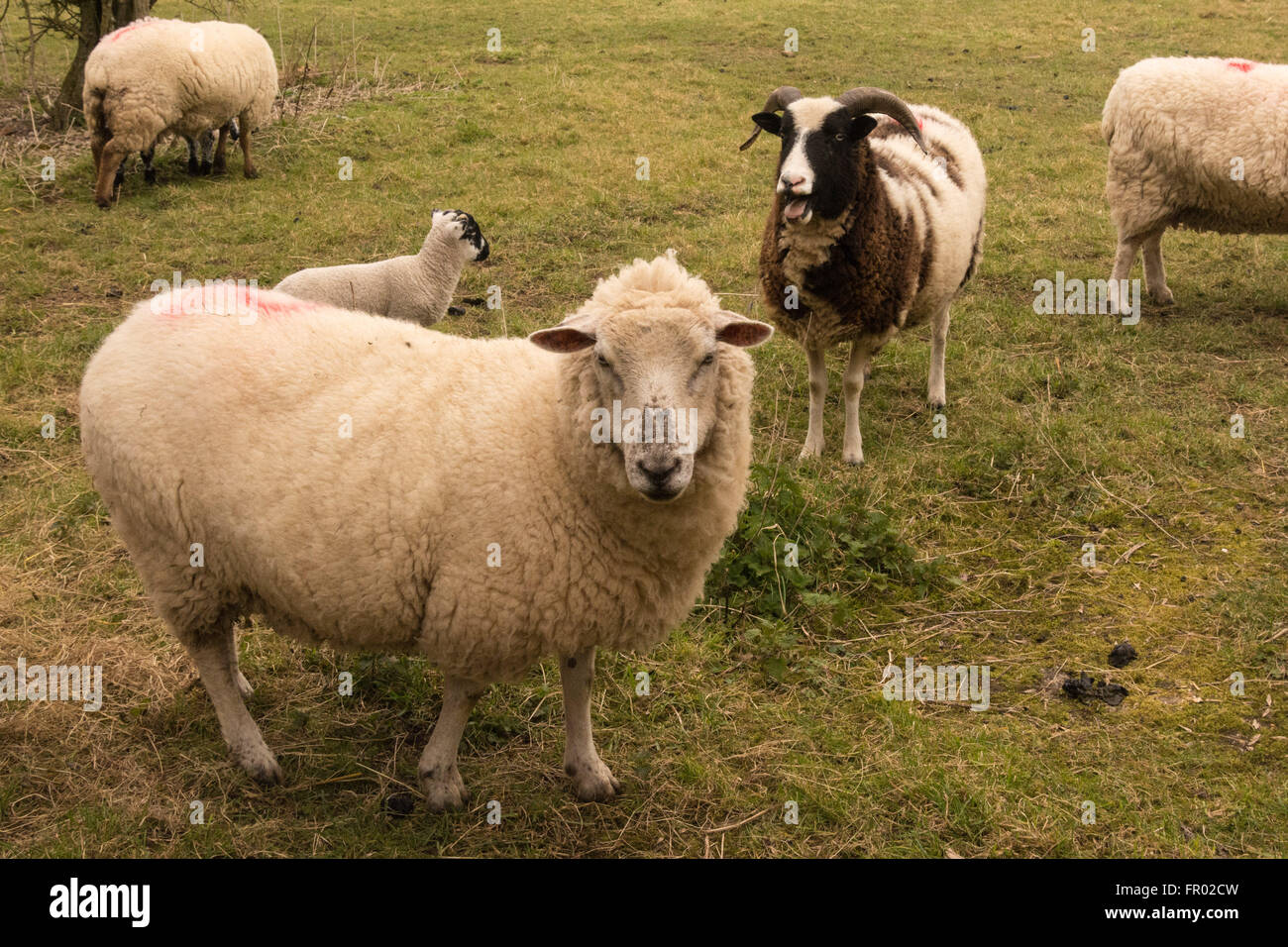 Mixed sheep breeds hi-res stock photography and images - Alamy