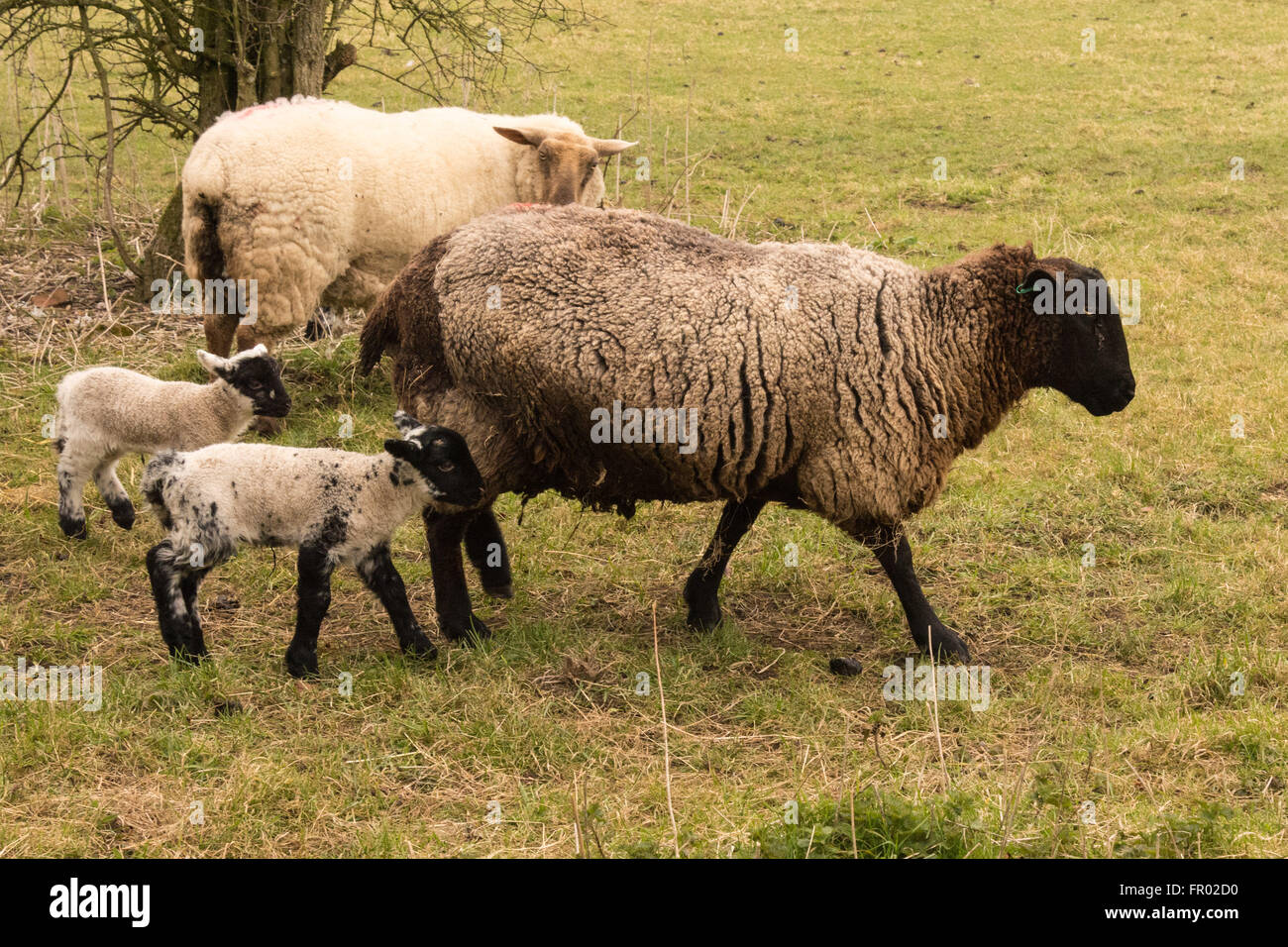 Mixed sheep breeds hi-res stock photography and images - Alamy