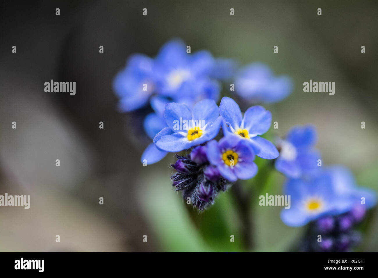 Self seeded forget me nots hi-res stock photography and images - Alamy