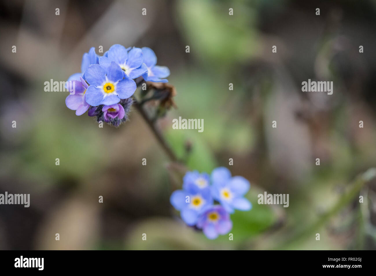 Self seeded forget me nots hi-res stock photography and images - Alamy