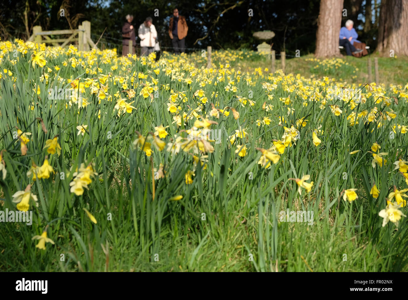 Kinsham Court, Herefordshire, UK. 20th March, 2016. Visitors enjoy the ...