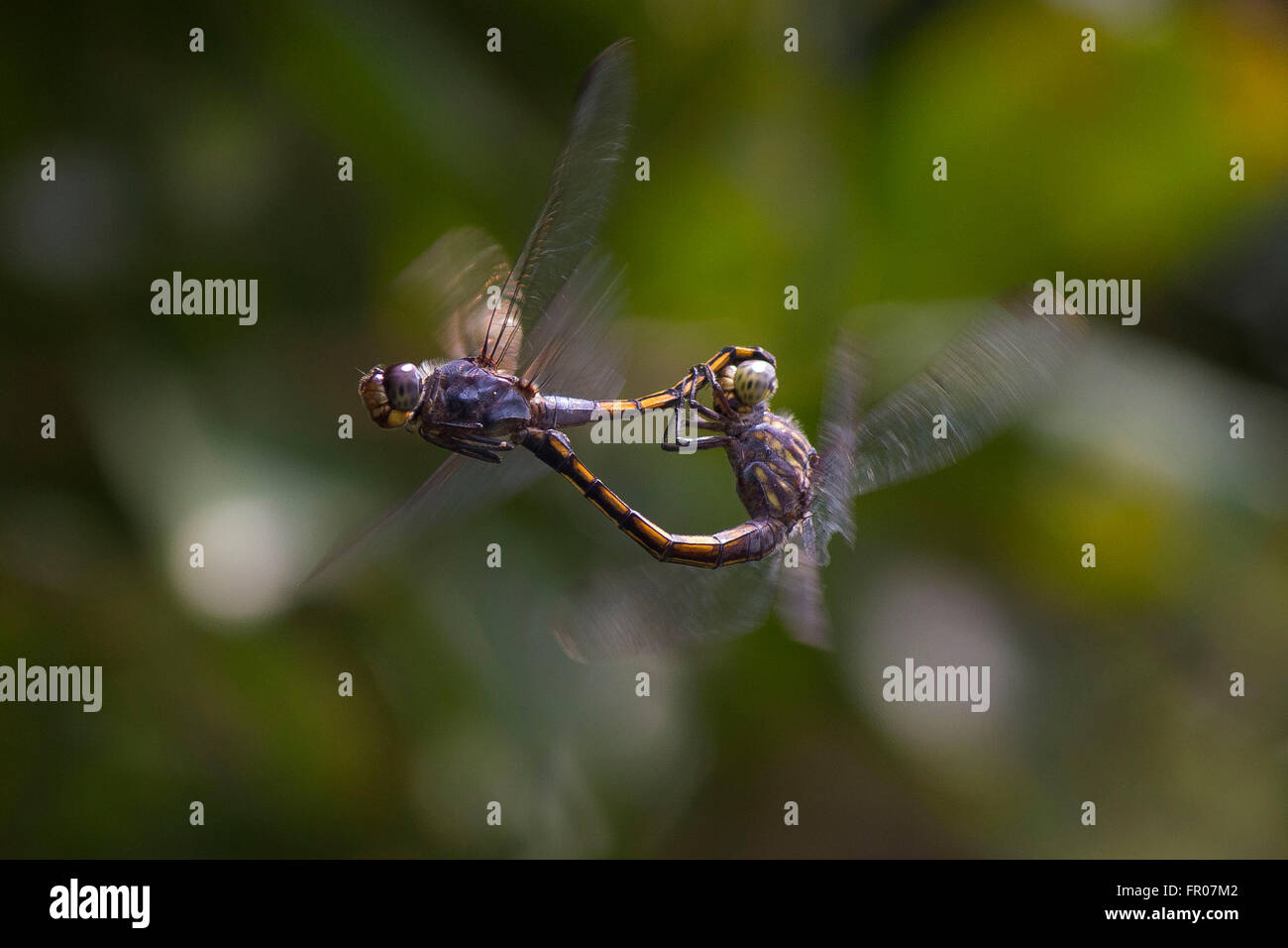 Mating pose hi-res stock photography and images - Alamy