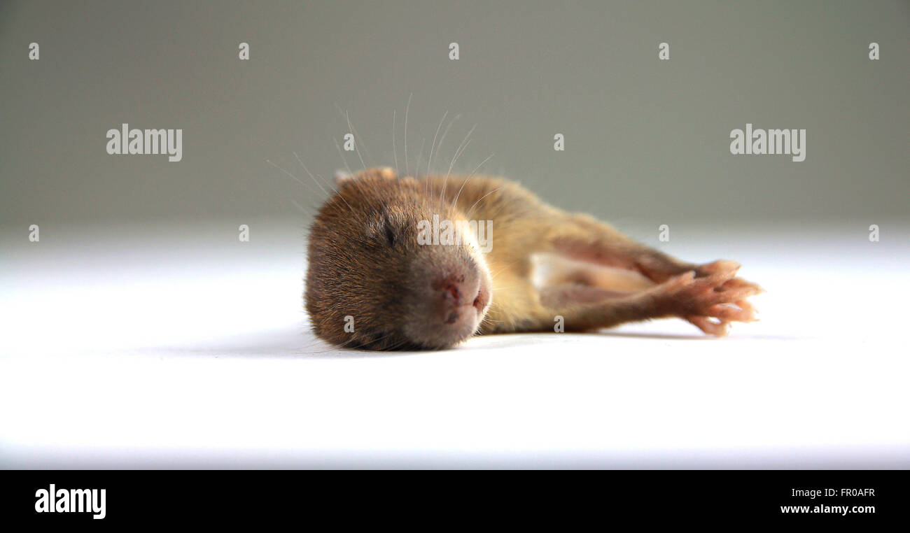 mouse dead blood out nose Stock Photo - Alamy