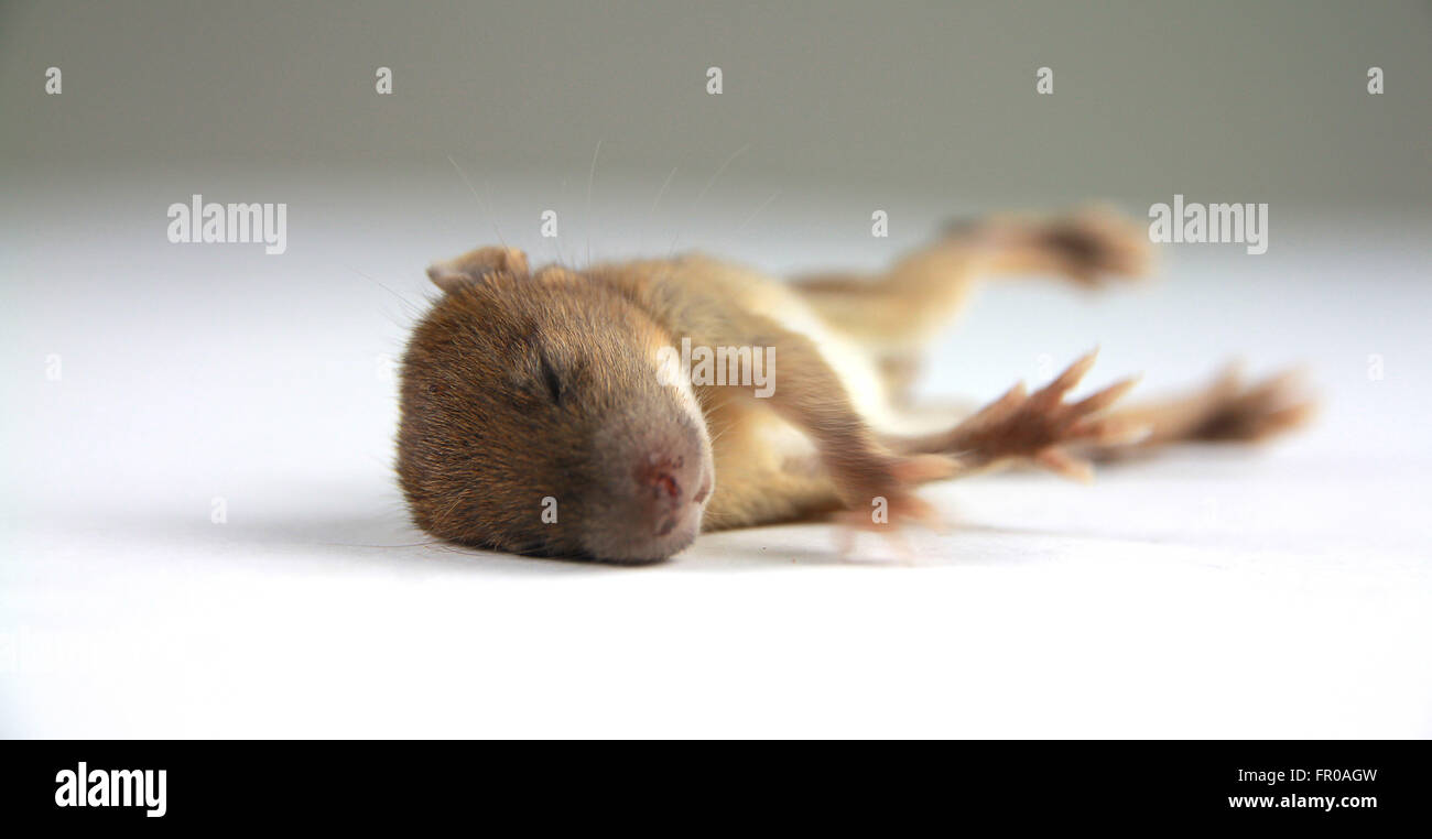mouse dead blood out nose Stock Photo - Alamy