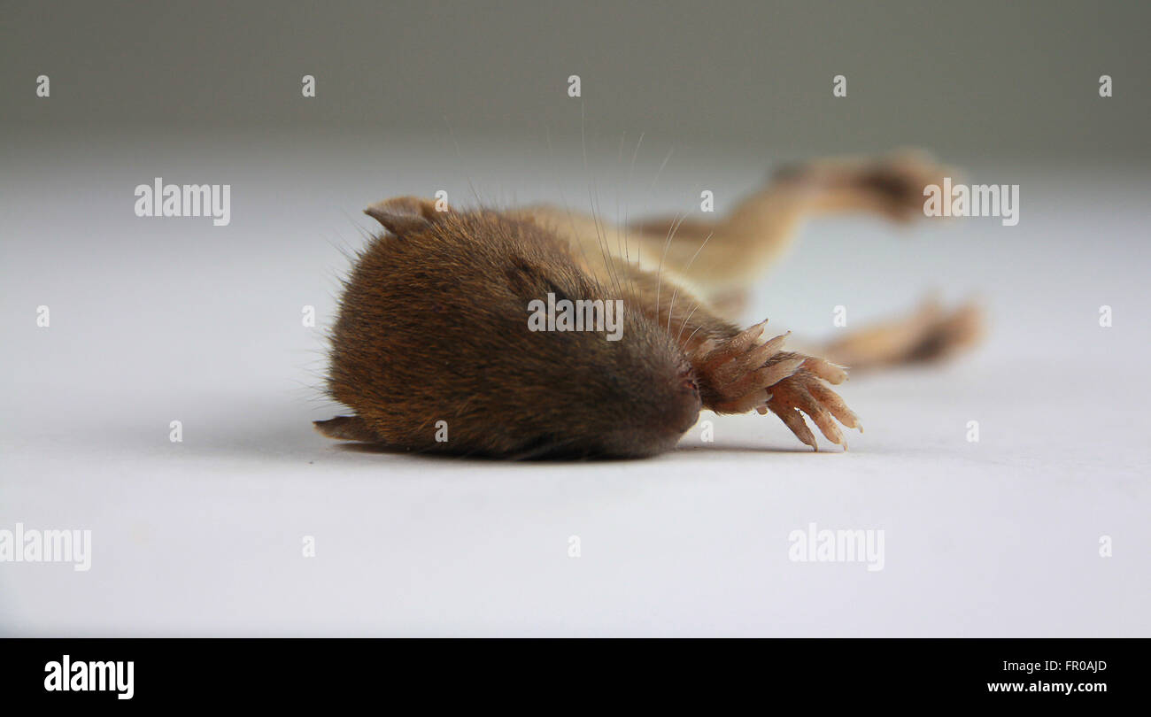 mouse dead blood out nose Stock Photo - Alamy