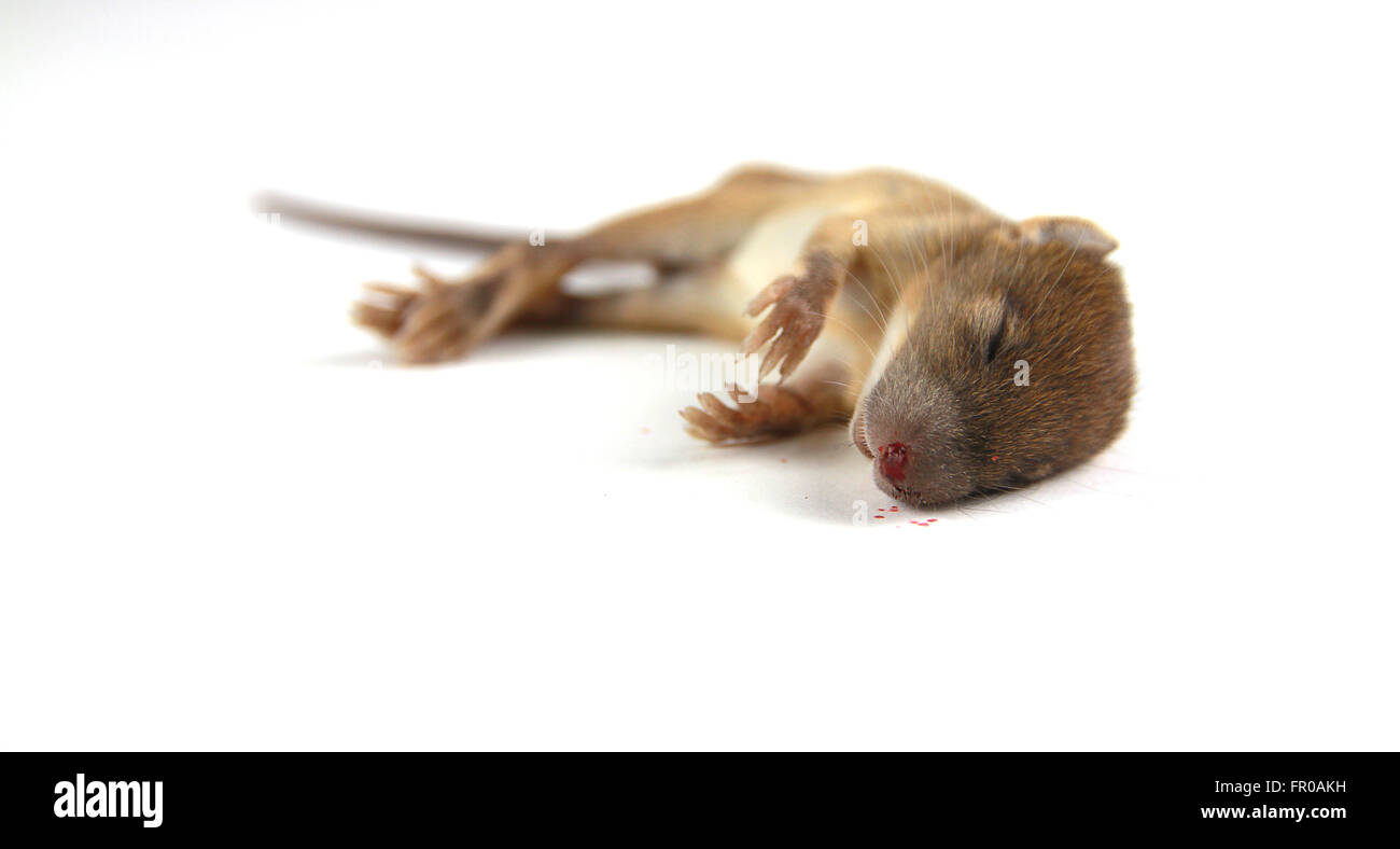 mouse dead blood out nose Stock Photo - Alamy