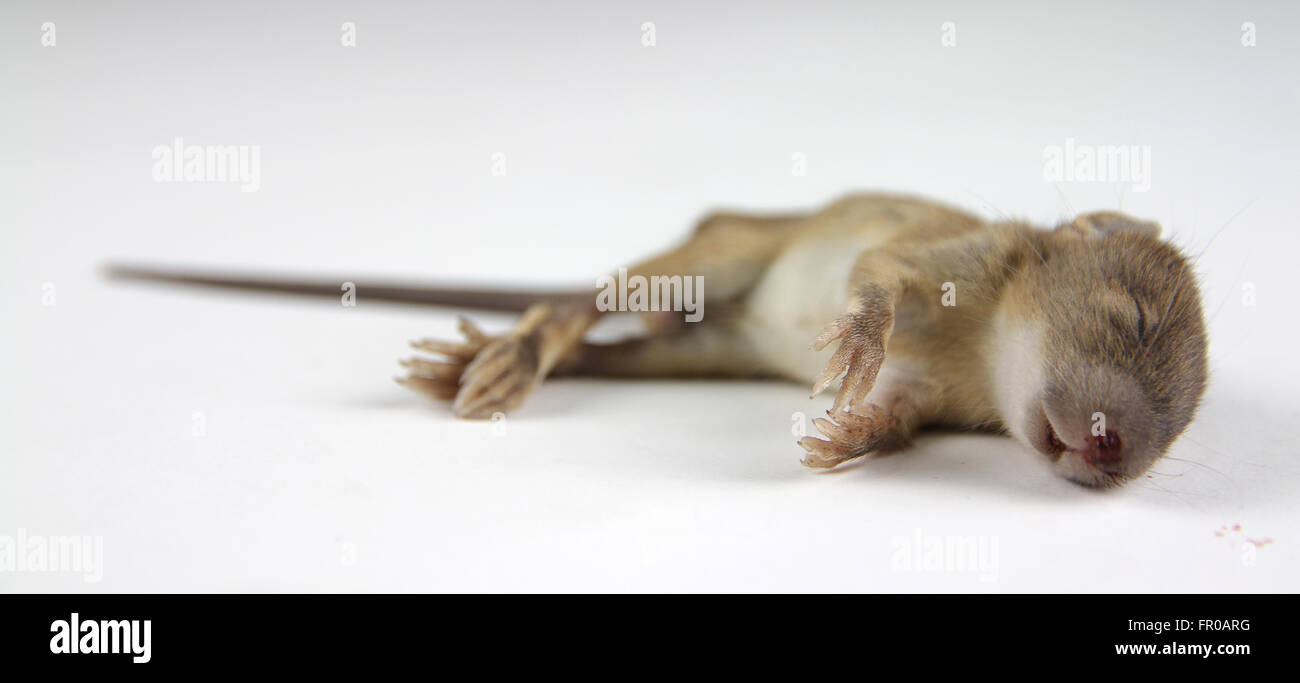 mouse dead blood out nose Stock Photo - Alamy