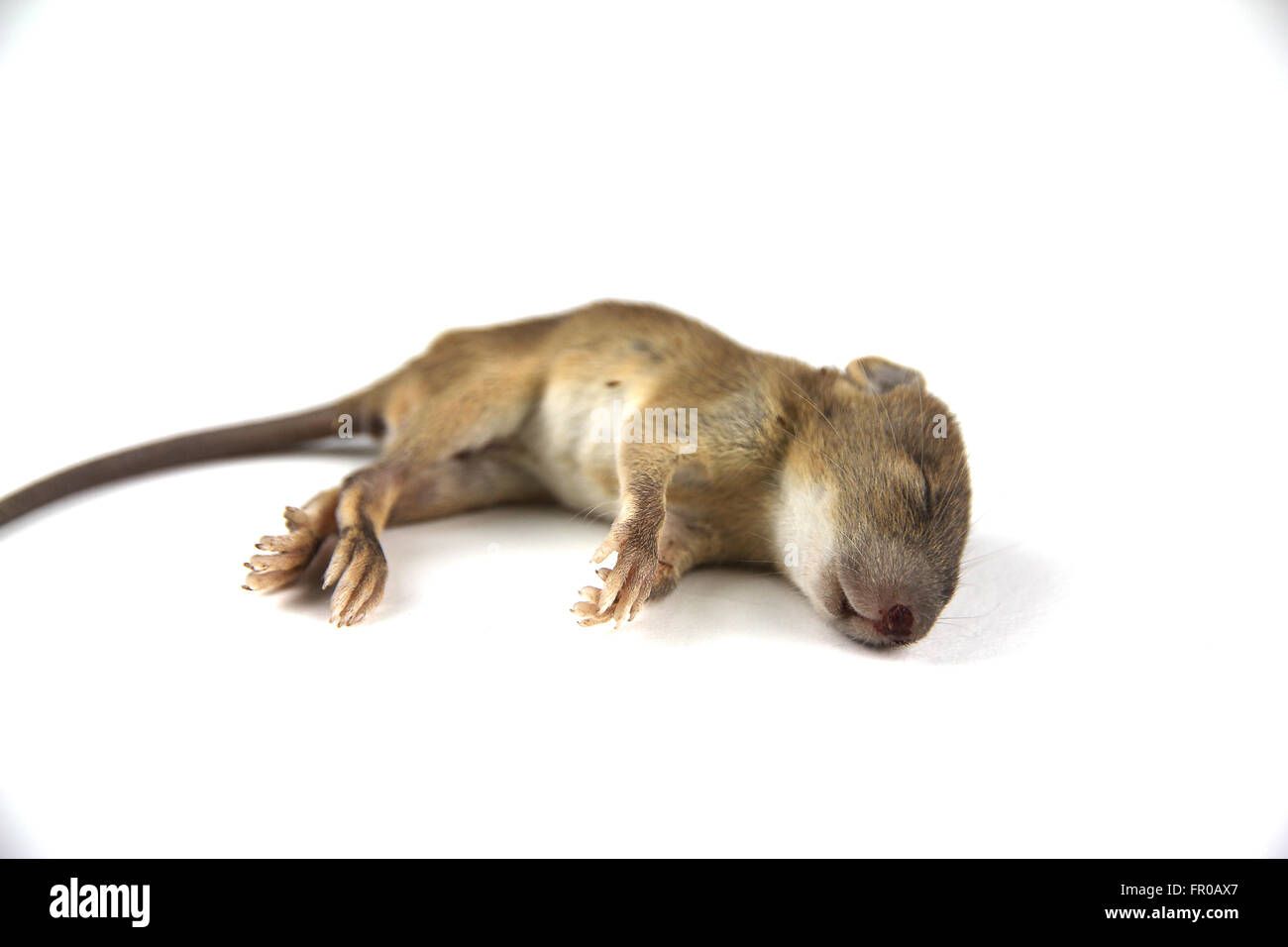 mouse dead blood out nose Stock Photo - Alamy