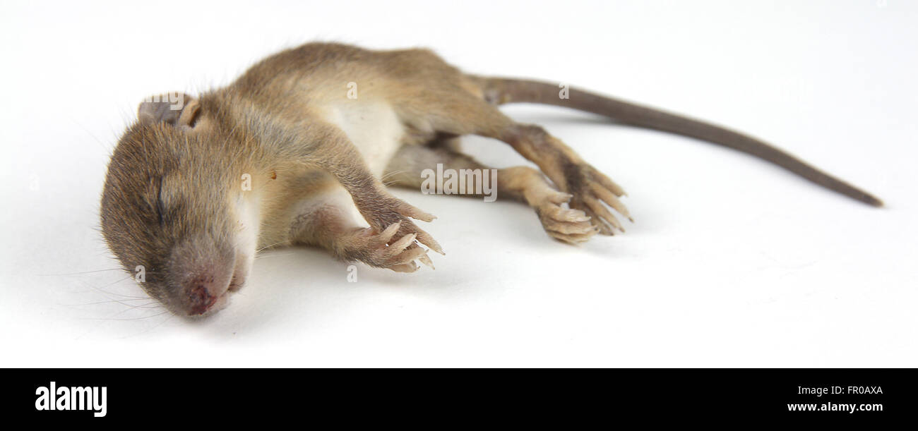 mouse dead blood out nose Stock Photo - Alamy