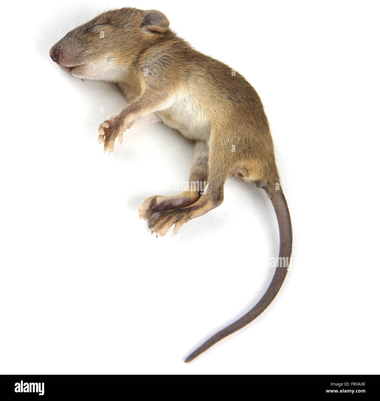 mouse dead blood out nose Stock Photo - Alamy