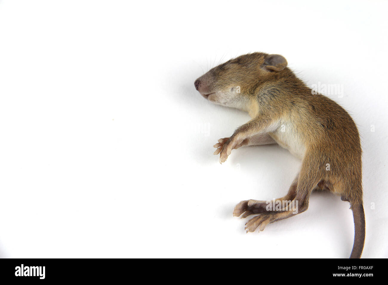 mouse dead blood out nose Stock Photo - Alamy