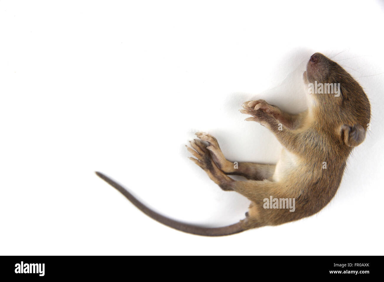 mouse dead blood out nose Stock Photo - Alamy