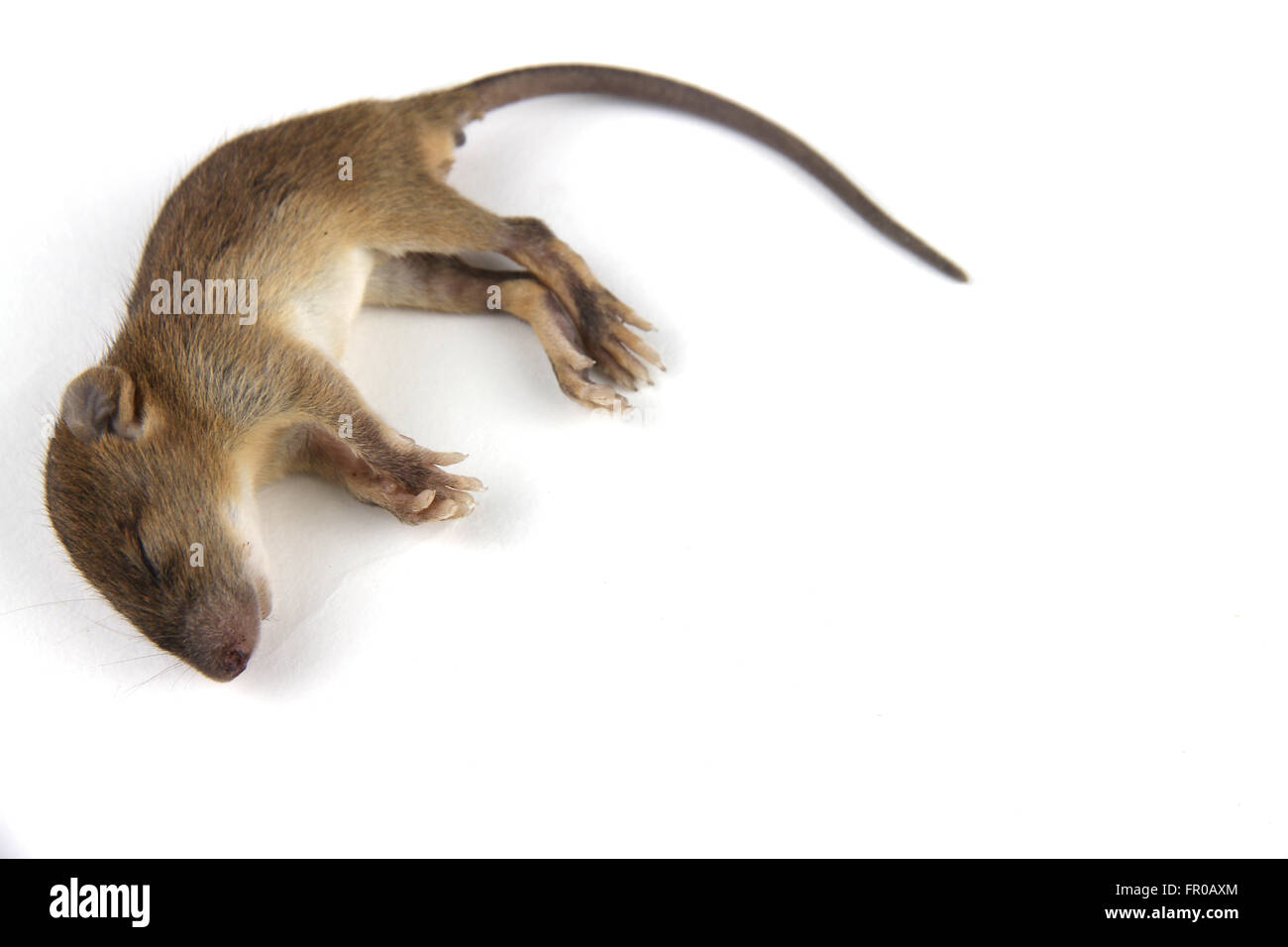 mouse dead blood out nose Stock Photo - Alamy