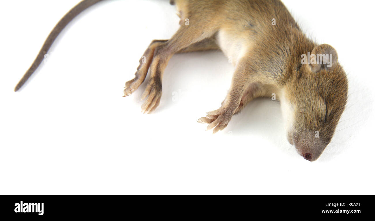 mouse dead blood out nose Stock Photo - Alamy