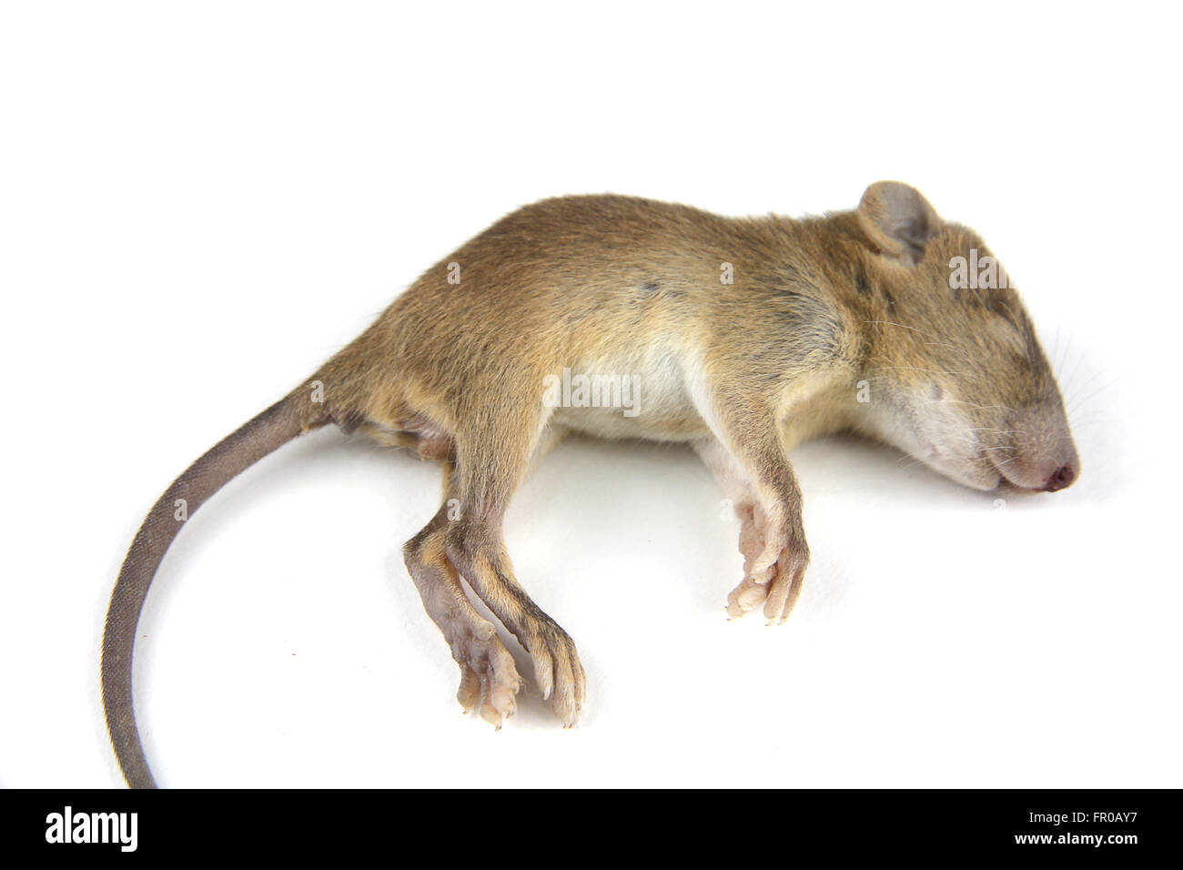 mouse dead blood out nose Stock Photo - Alamy