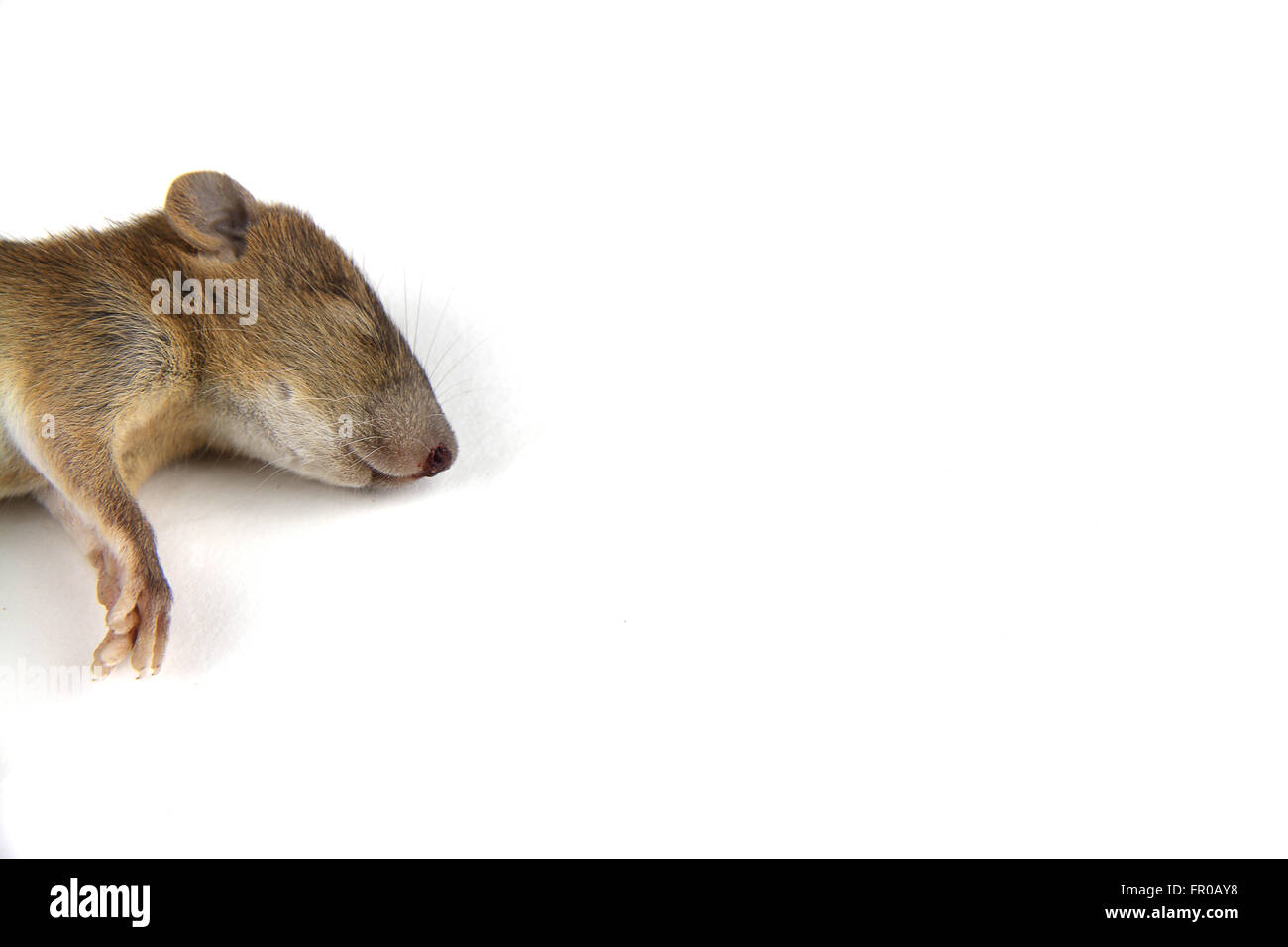 mouse dead blood out nose Stock Photo - Alamy