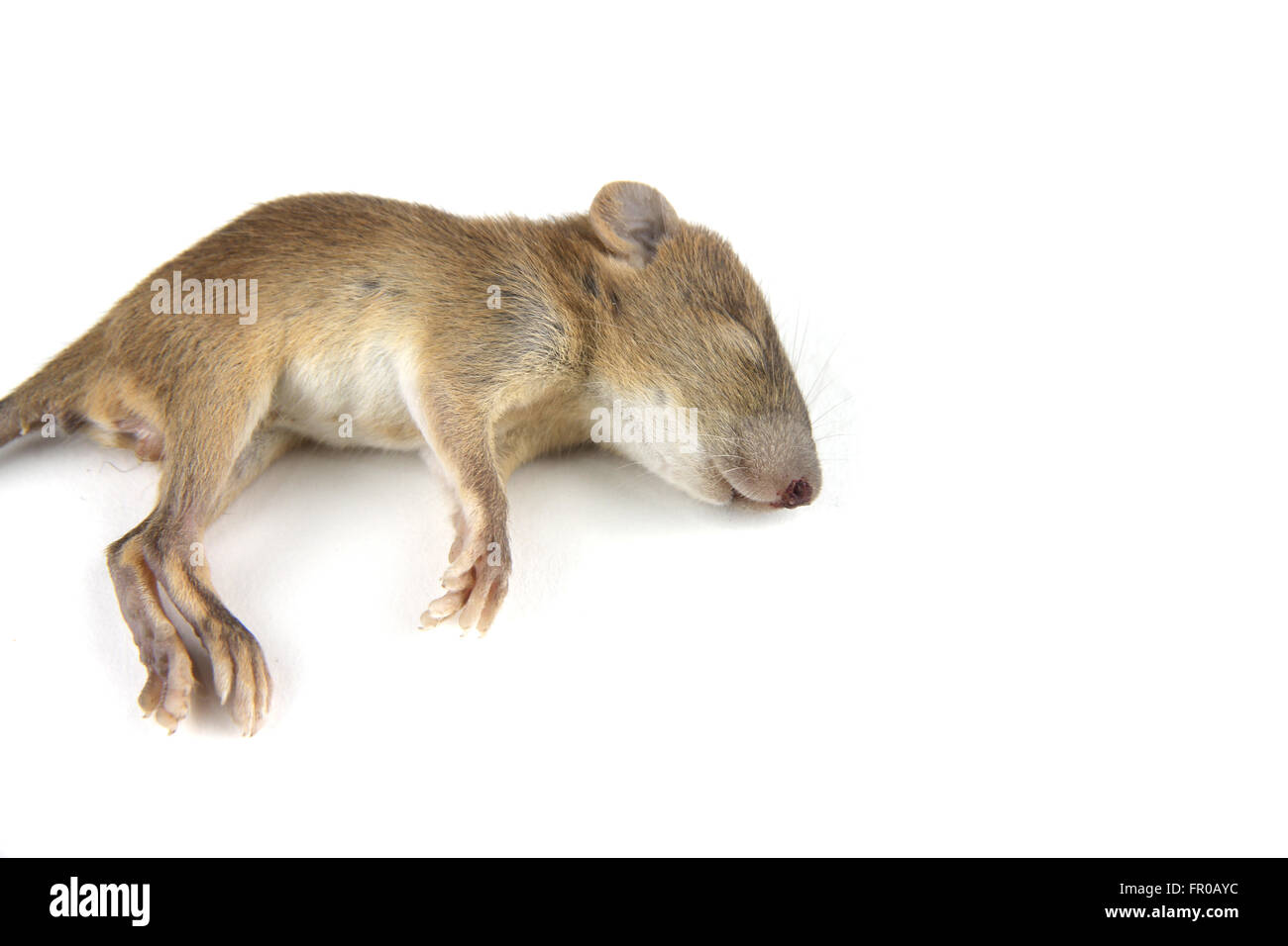 mouse dead blood out nose Stock Photo - Alamy