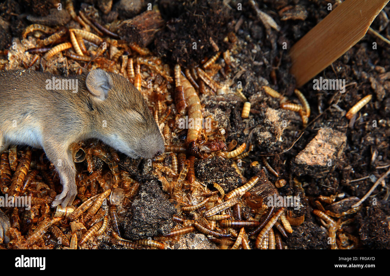 Mouse dead on worm ground hi-res stock photography and images - Alamy