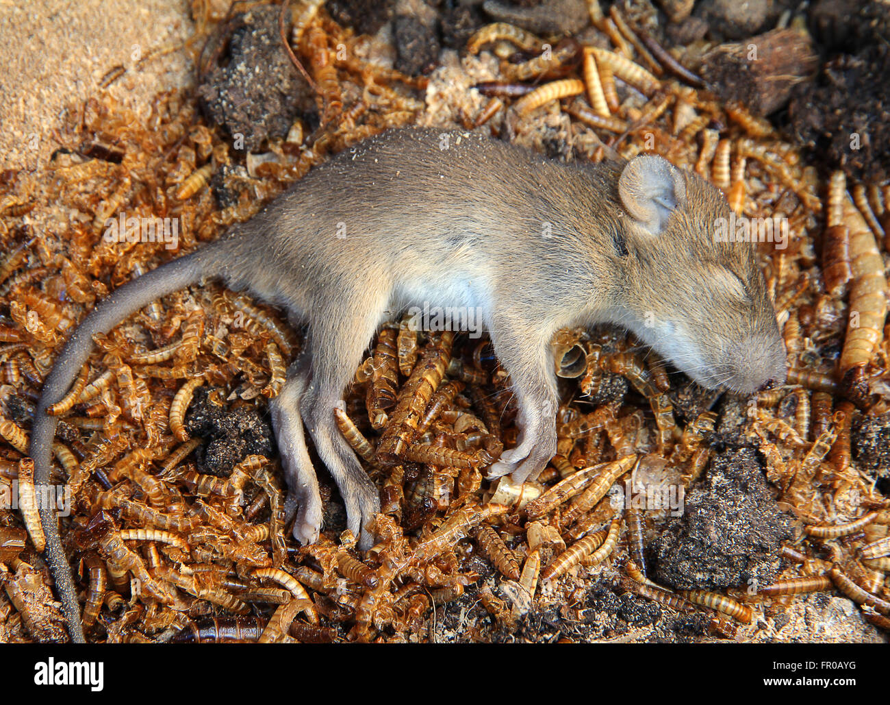 mouse dead on worm and ground Stock Photo - Alamy