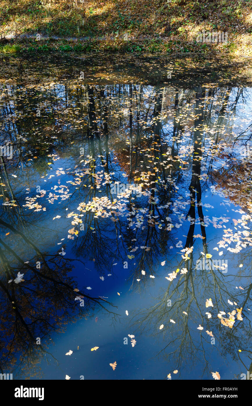 Pond with trees reflection and yellow leaves of oak tree on water ...