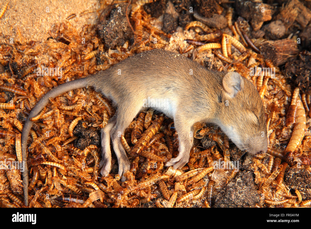 Parasitic worm eye hi-res stock photography and images - Alamy