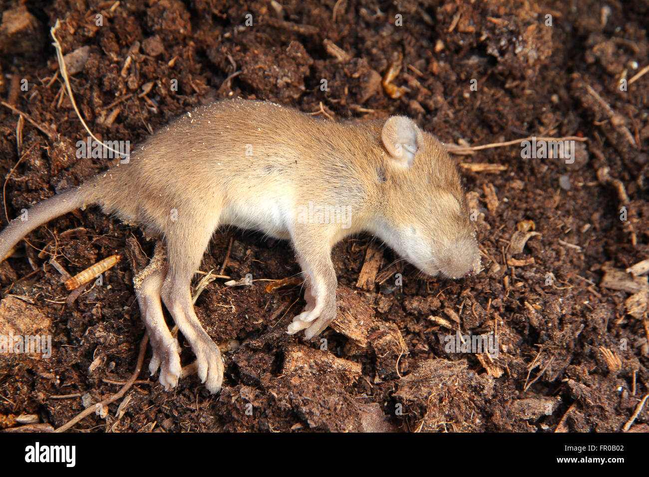 Mouse dead on worm ground hi-res stock photography and images - Alamy