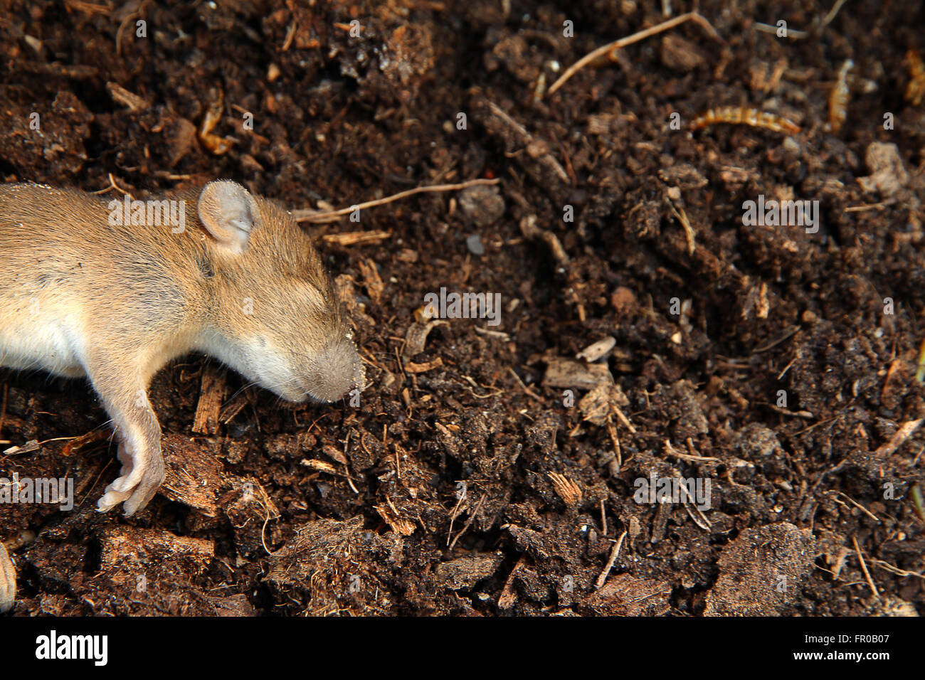 Mouse dead on worm ground hi-res stock photography and images - Alamy