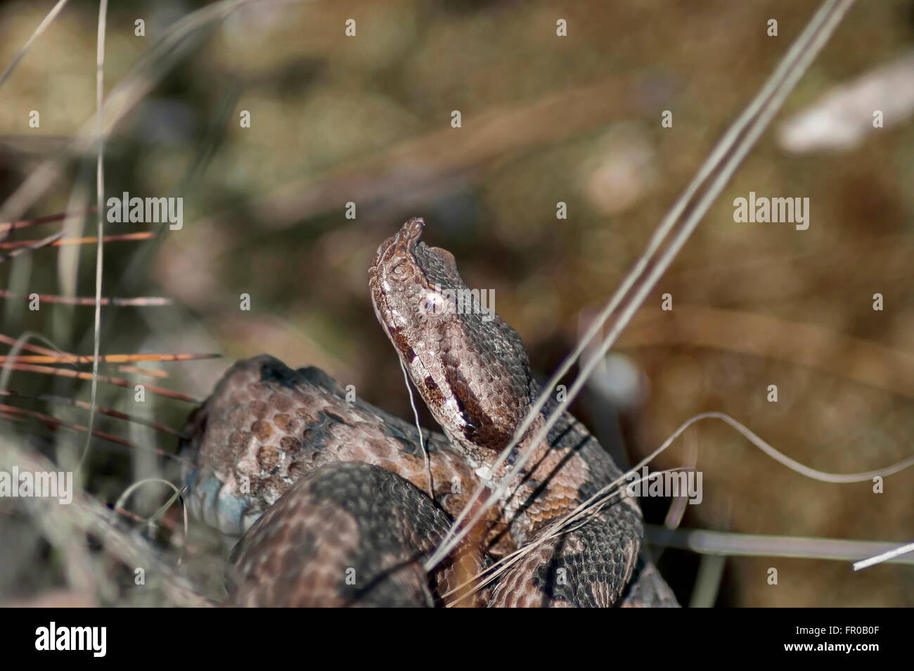 Viper snake close-up in the mountain Murgash, by den, Bulgaria Stock ...