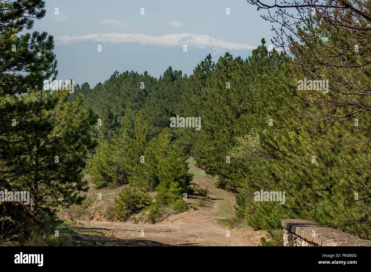 Panorama landscape with pine or pinus forest in Murgash mountain ...